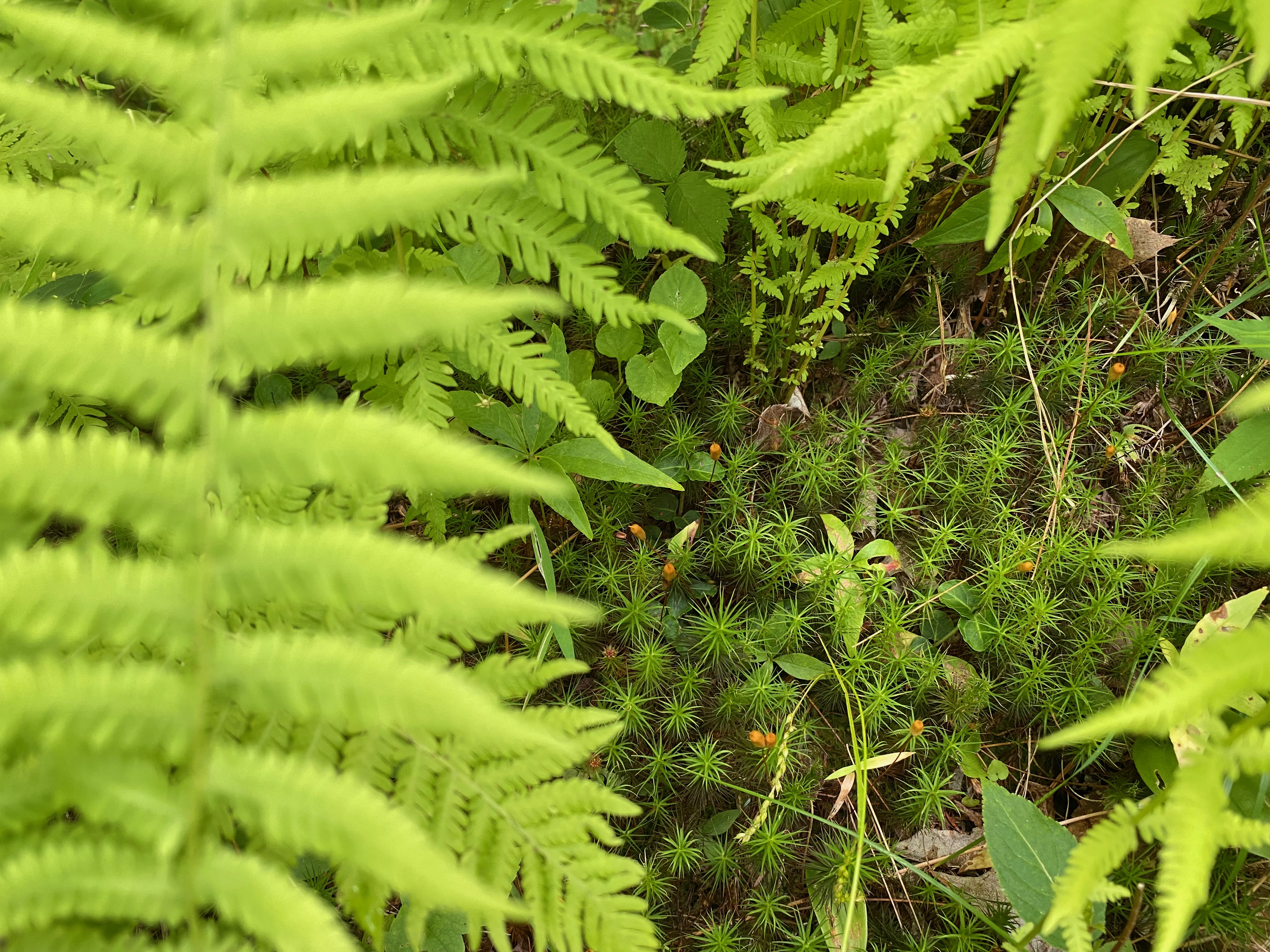 Worship of Flamal? - Glorantha - BRP Central - The Chaosium forums